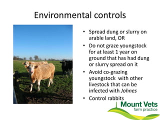 Johnes disease beef farm walk presentation | PPTX
