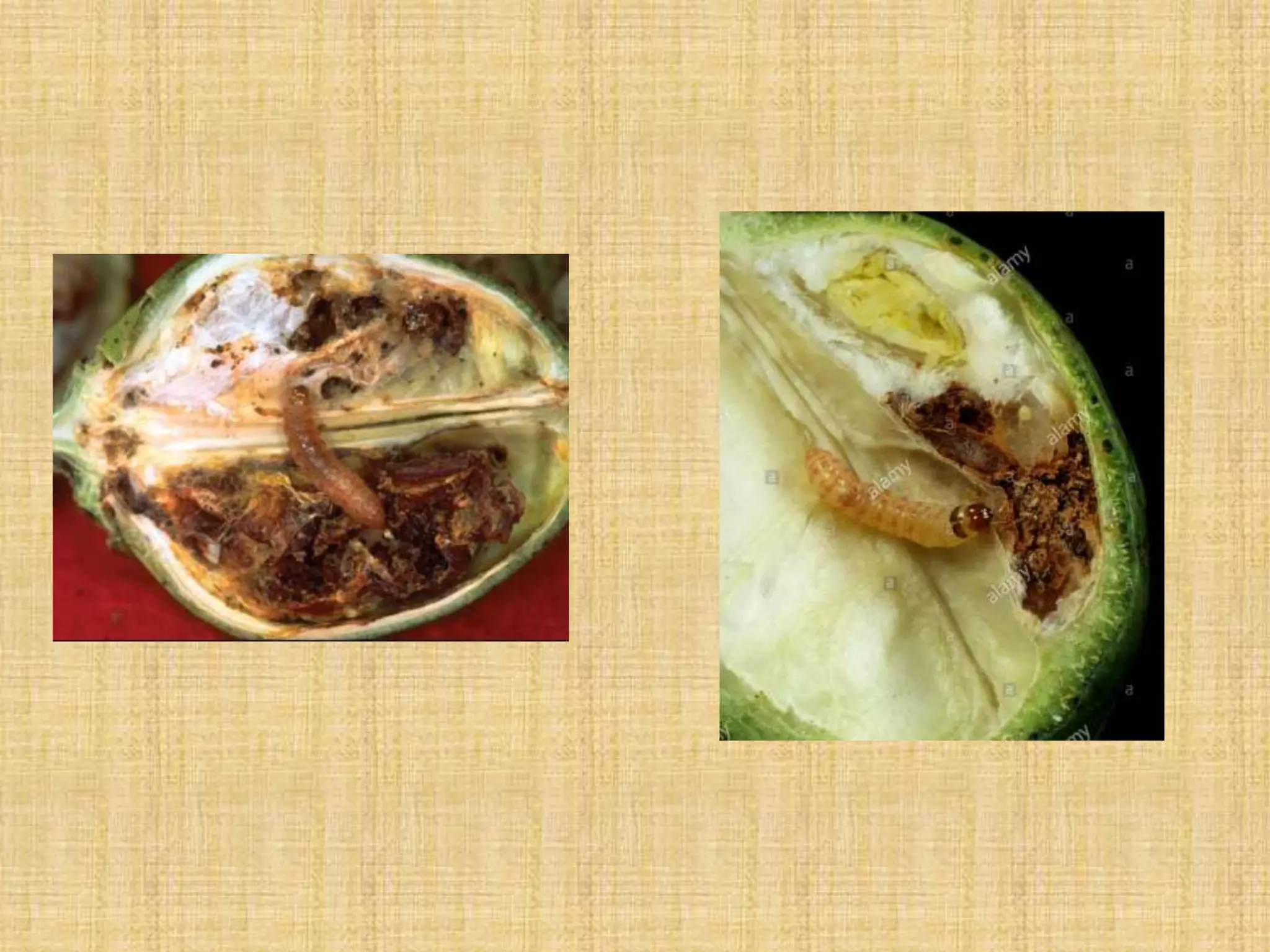 pests of lepidopteran | PPTX