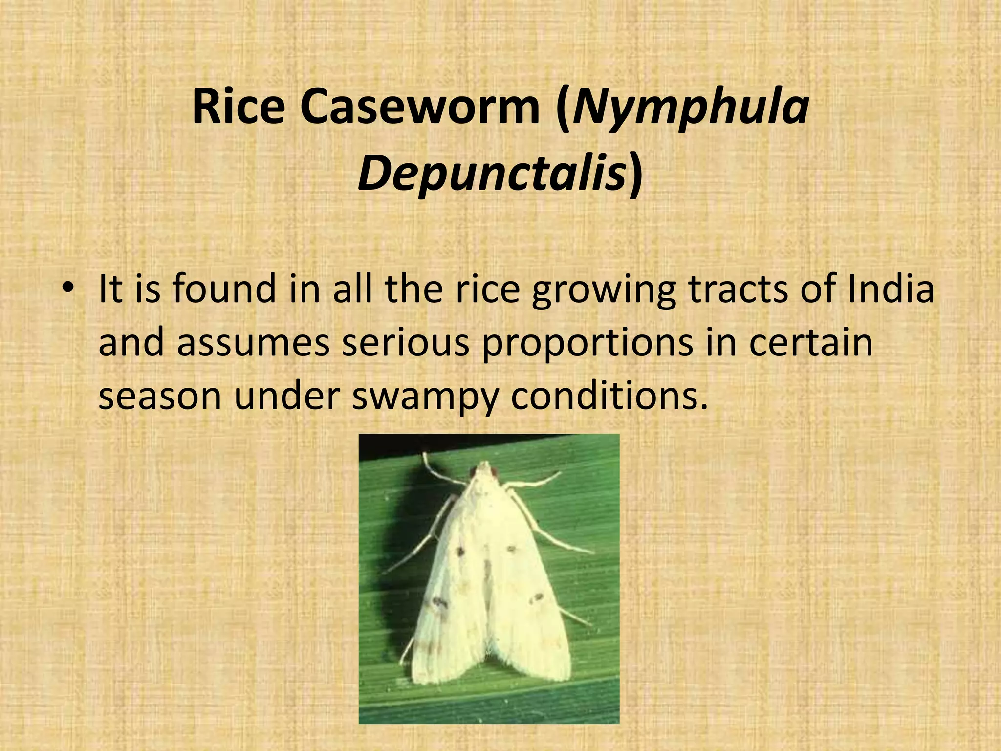 pests of lepidopteran | PPTX