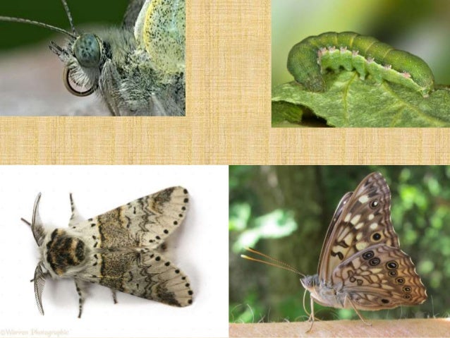 pests of lepidopteran