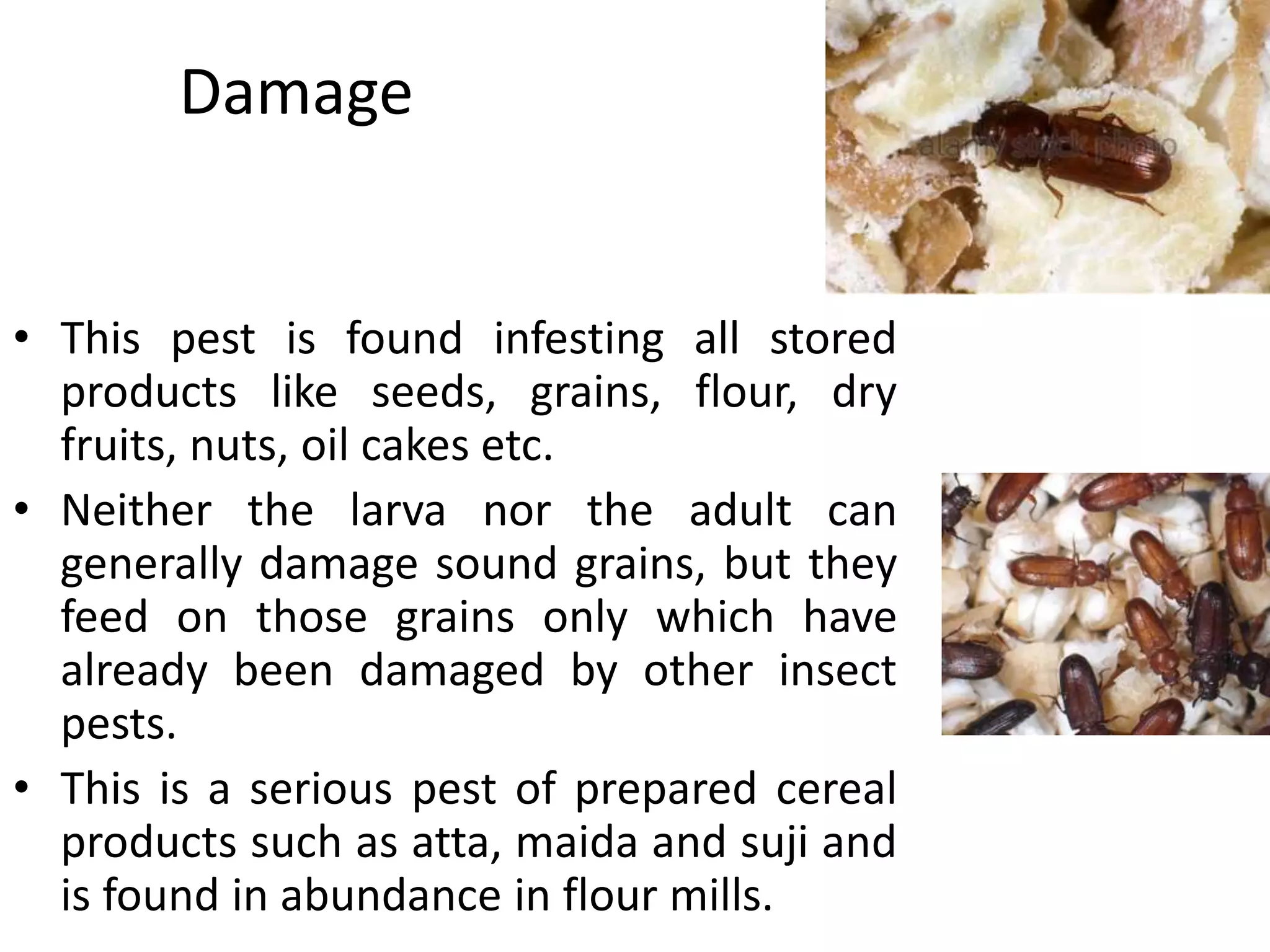 Pests of cereals and grains | PPTX