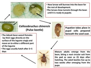 Pests of cereals and grains | PPTX
