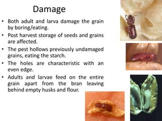 Pests of cereals and grains | PPTX