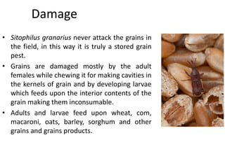 Pests of cereals and grains | PPTX