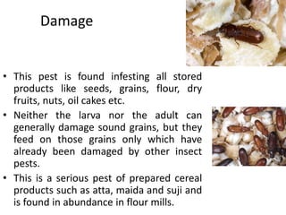 Pests of cereals and grains | PPTX