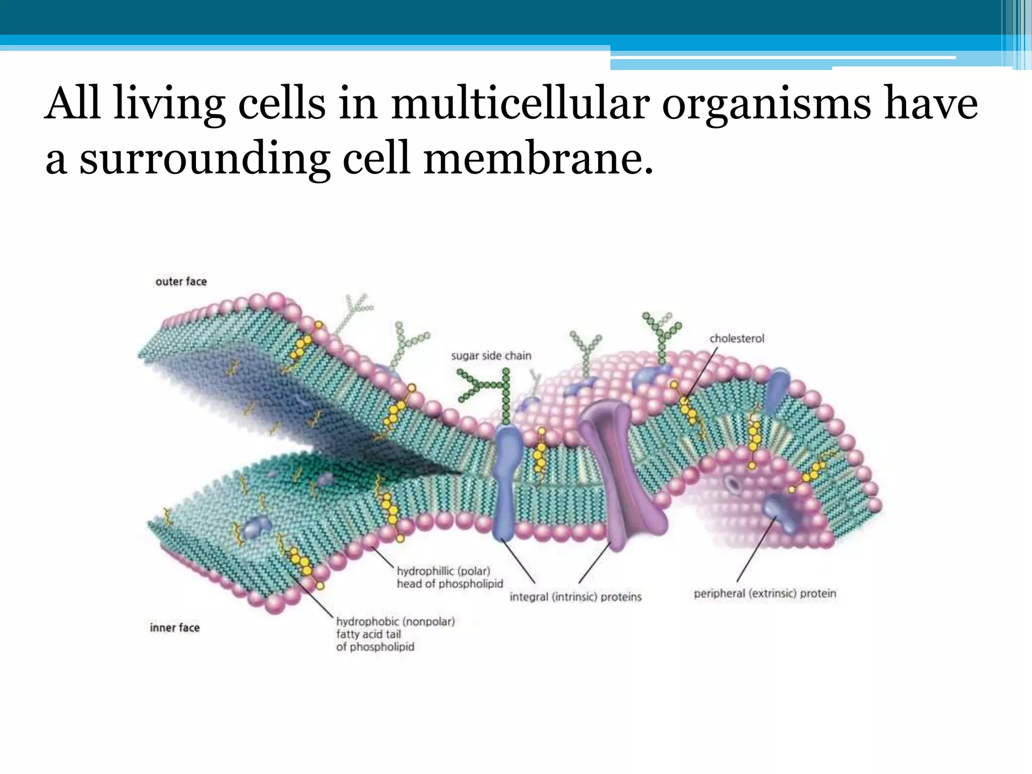 Types of Cell membranes | PPTX