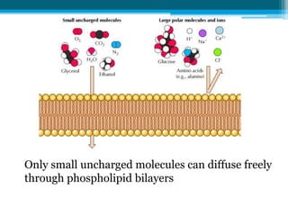 Types of Cell membranes | PPTX