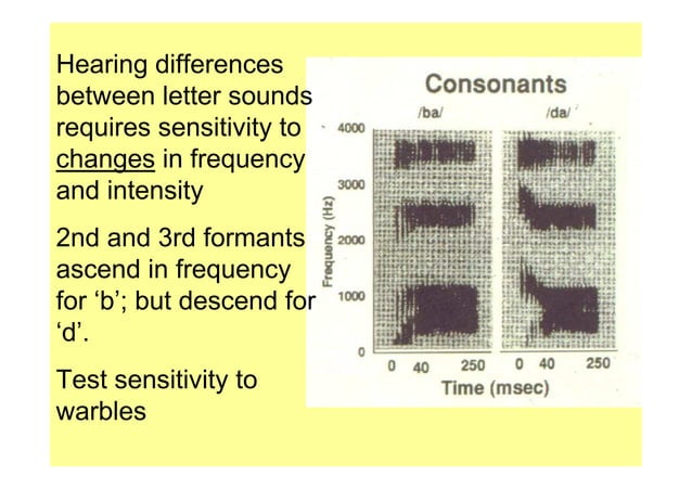 Wobble, Warbles and Fish: the brain basis of dyslexia | PPT