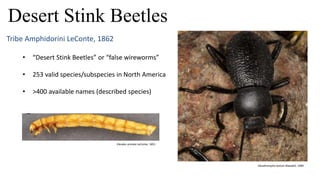 Insights into the evolution of the desert stink beetles | PPT