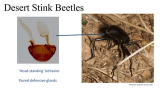 Insights into the evolution of the desert stink beetles | PPT