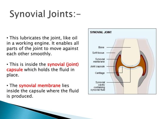 ppt on Joint | PPTX