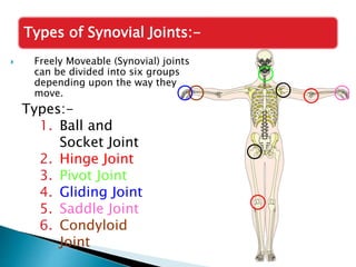 Types Of Synovial Joints Table