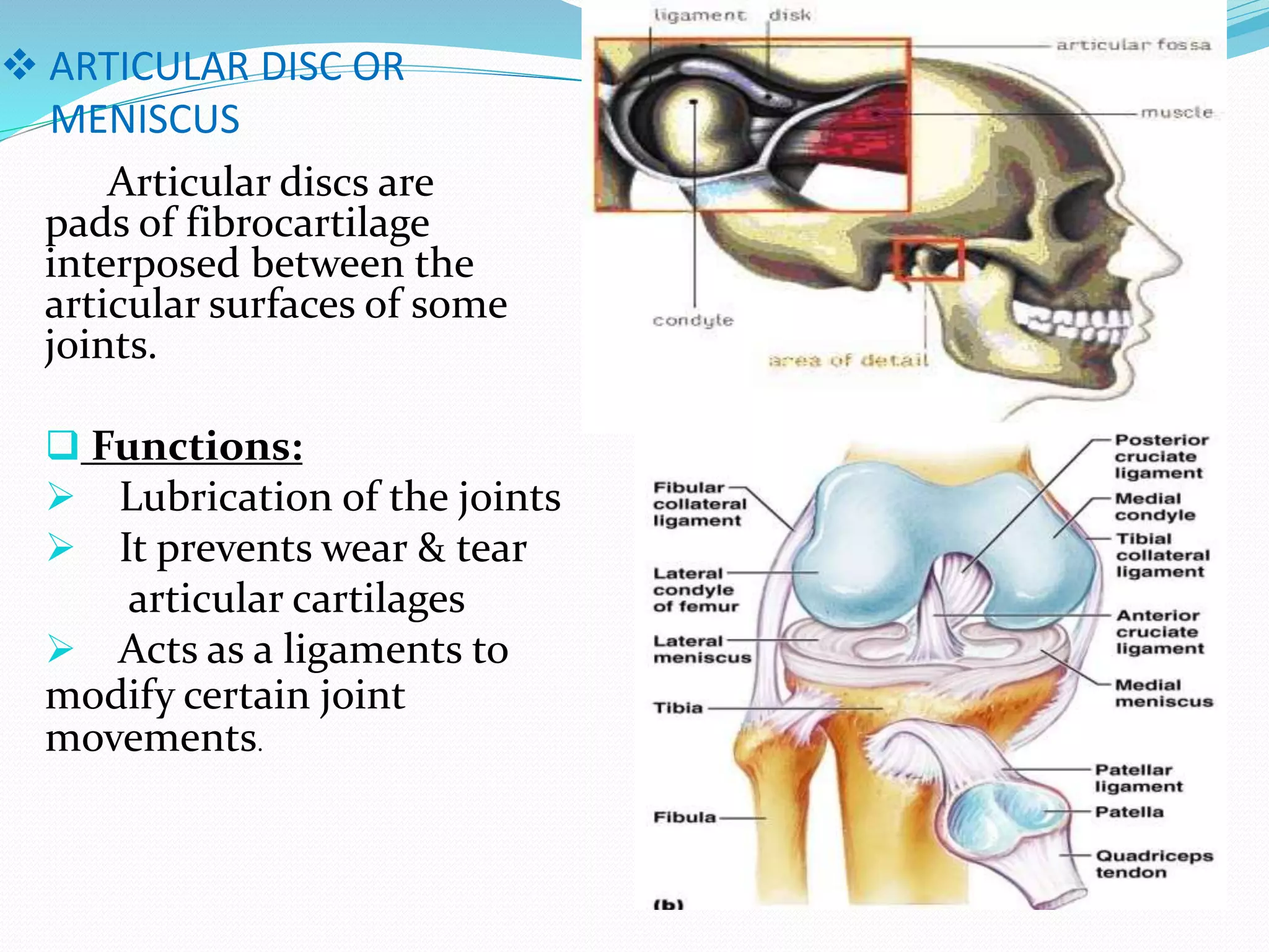 Joints anatomy and physiology | PPTX | Death, Injury, or Military ...