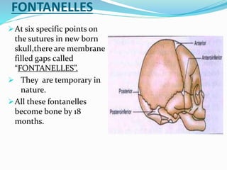 Joints anatomy and physiology | PPTX