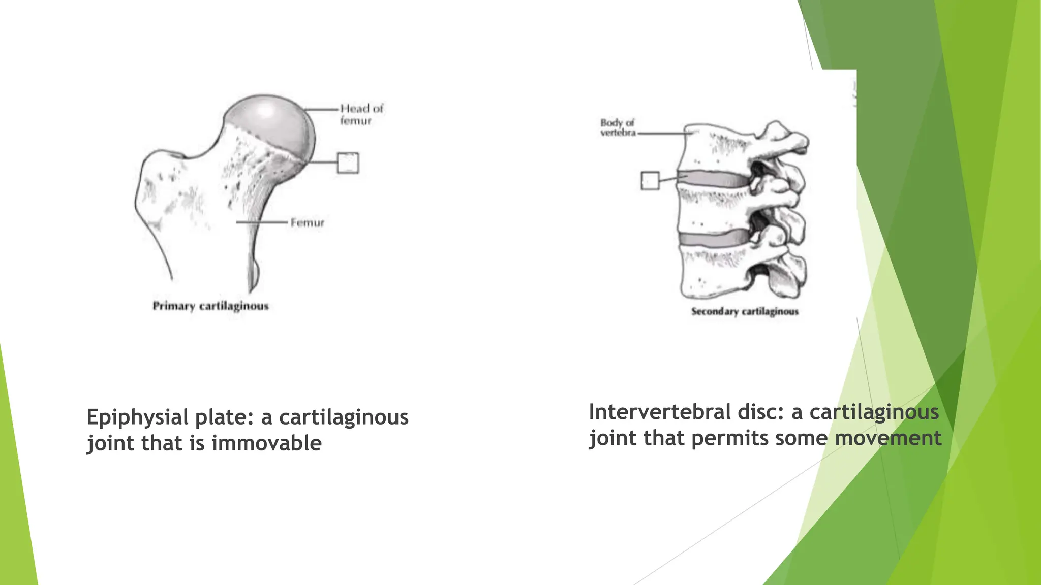 Principle of Bone and Joint biology.pptx