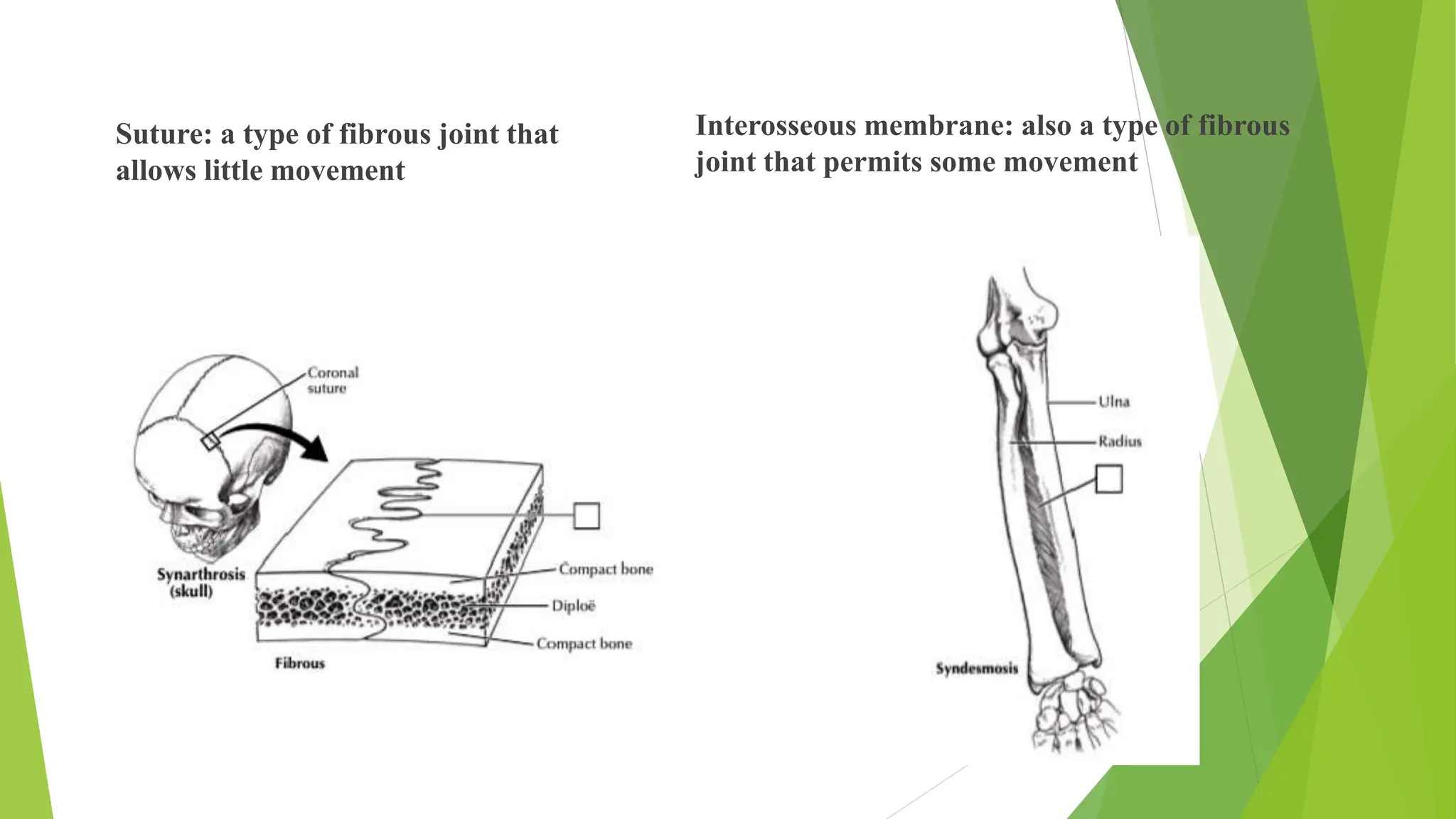 Principle of Bone and Joint biology.pptx