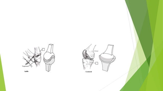 Principle of Bone and Joint biology.pptx