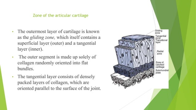Principle of Bone and Joint biology.pptx