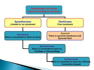 Mechanism of joint biomechanics for B.P.Th. students | PPT
