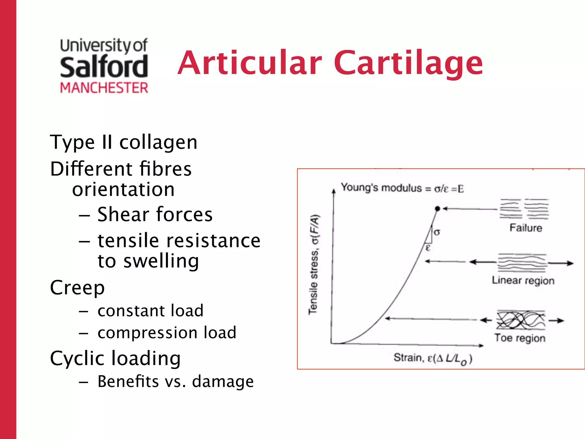 Joint biomechanics | KEY