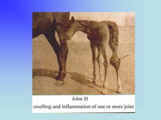 Joint ill | PPS