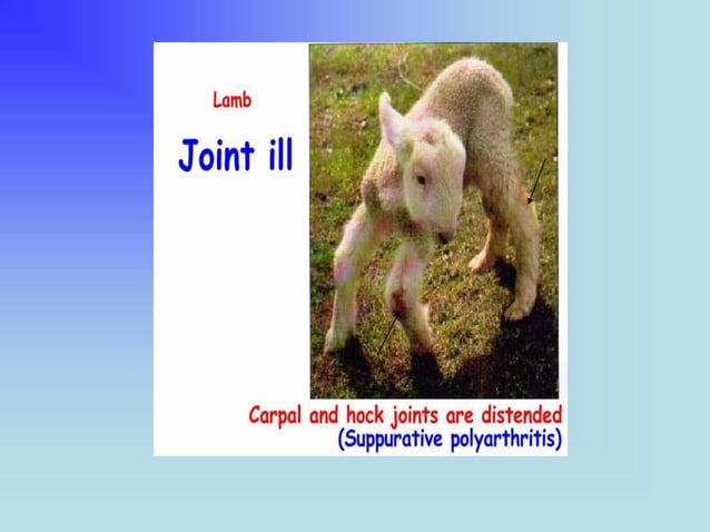 Joint ill | PPS