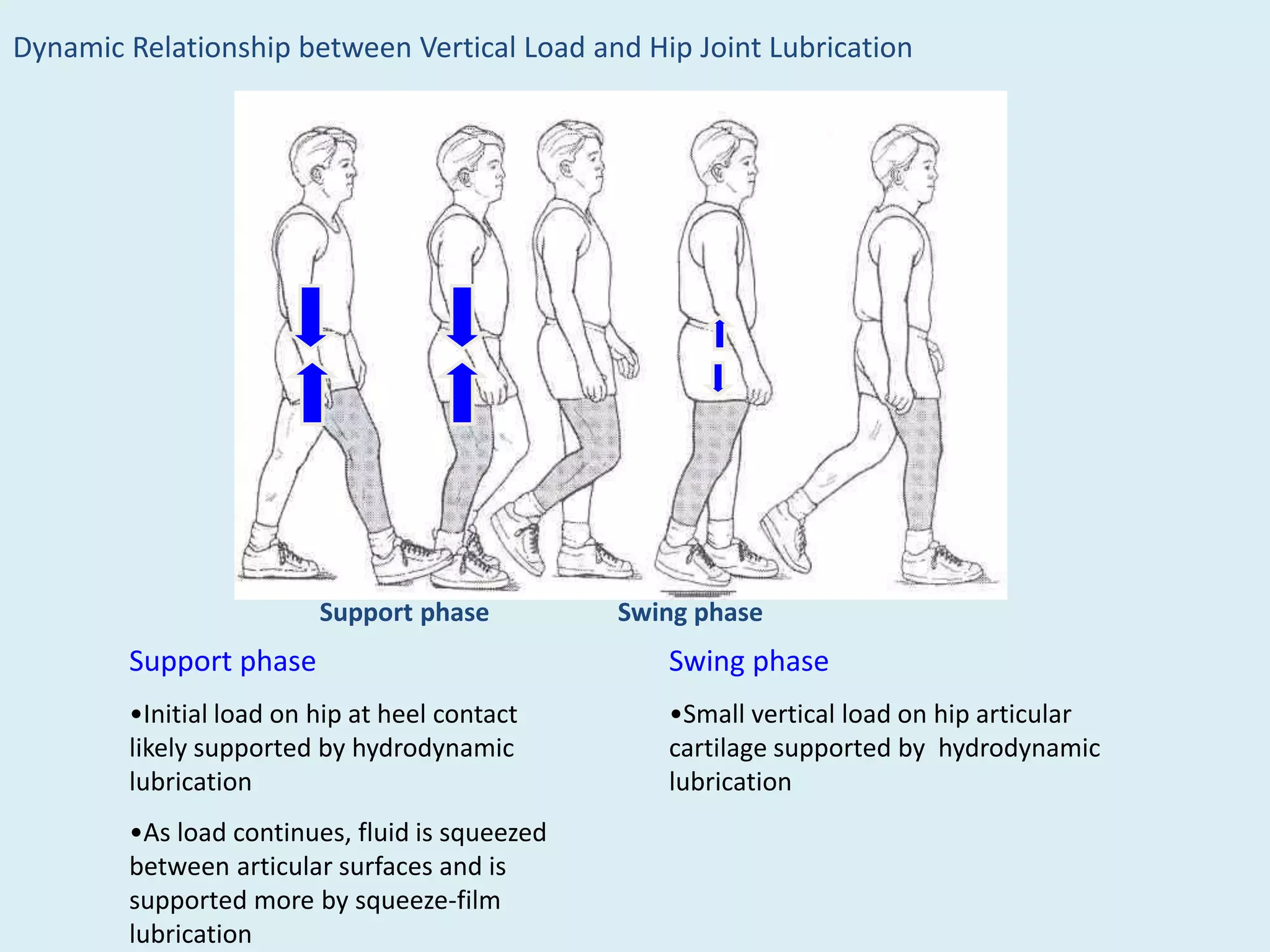 Joint lubrication by dr debasis mukherjee | PPTX | Physics | Science
