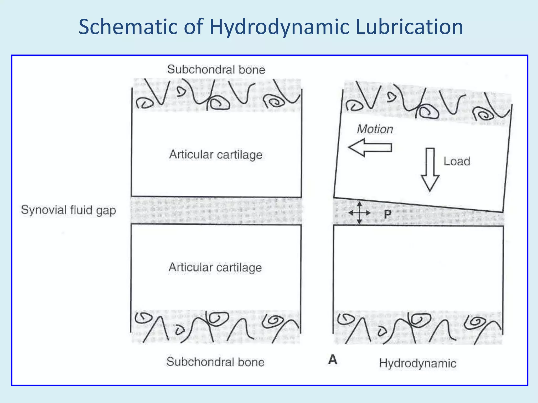 Joint lubrication by dr debasis mukherjee | PPTX