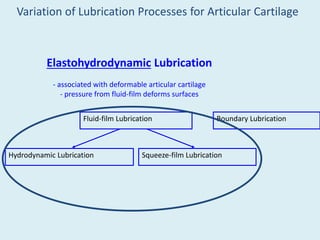 Joint lubrication by dr debasis mukherjee | PPTX | Physics | Science