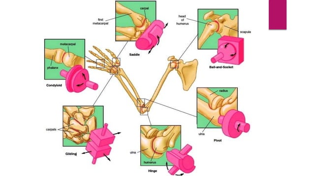 Joint mobilization & manipulation | PPTX