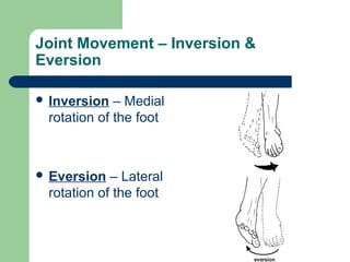 Joint movement | PPT