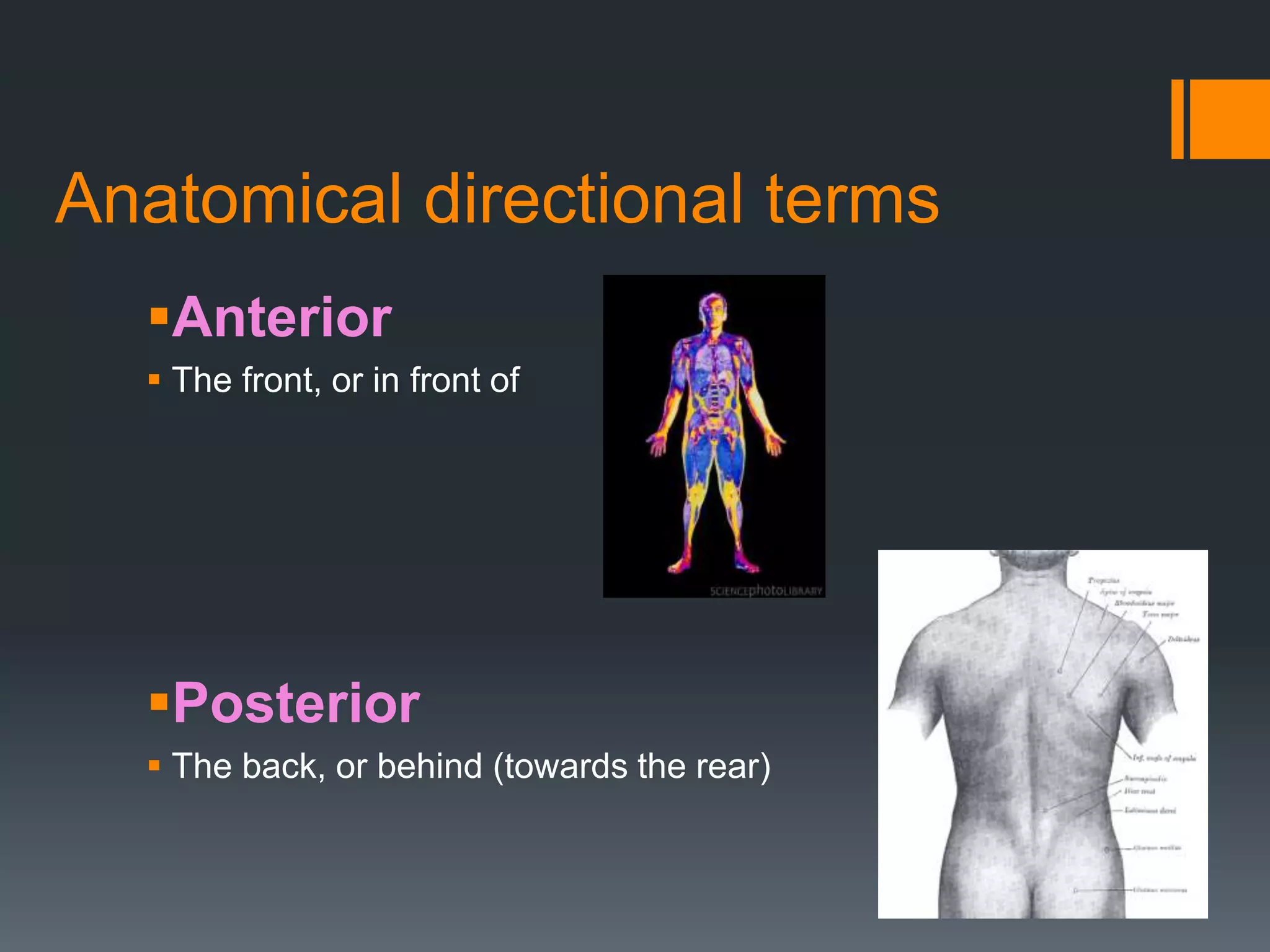 Joint movements and classifications.ppt