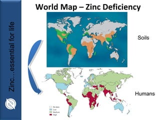 Zinc Fertilizer Program | PPT