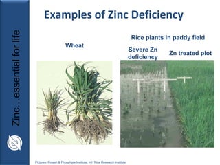 Zinc Fertilizer Program | PPT
