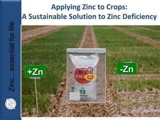 Zinc Fertilizer Program | PPT