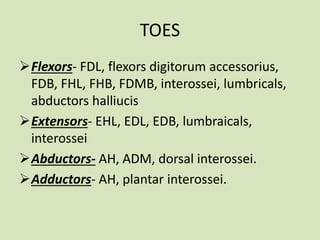 Joint muscles their actions & common injuries | PPTX