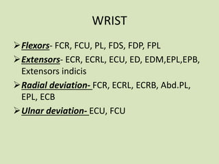 Joint muscles their actions & common injuries | PPT