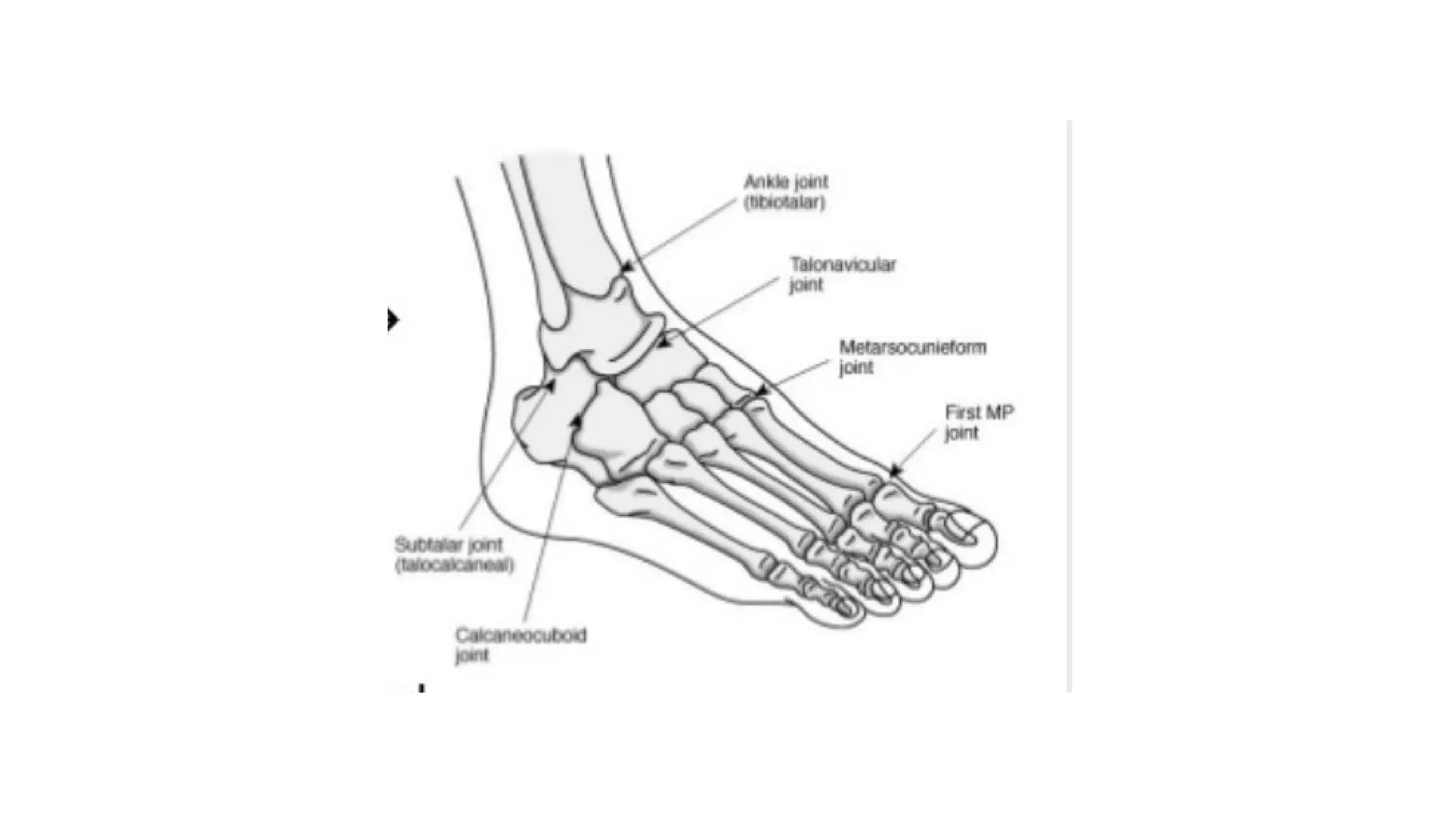 Human anatomy, joints of foot in human anatomy | PPTX