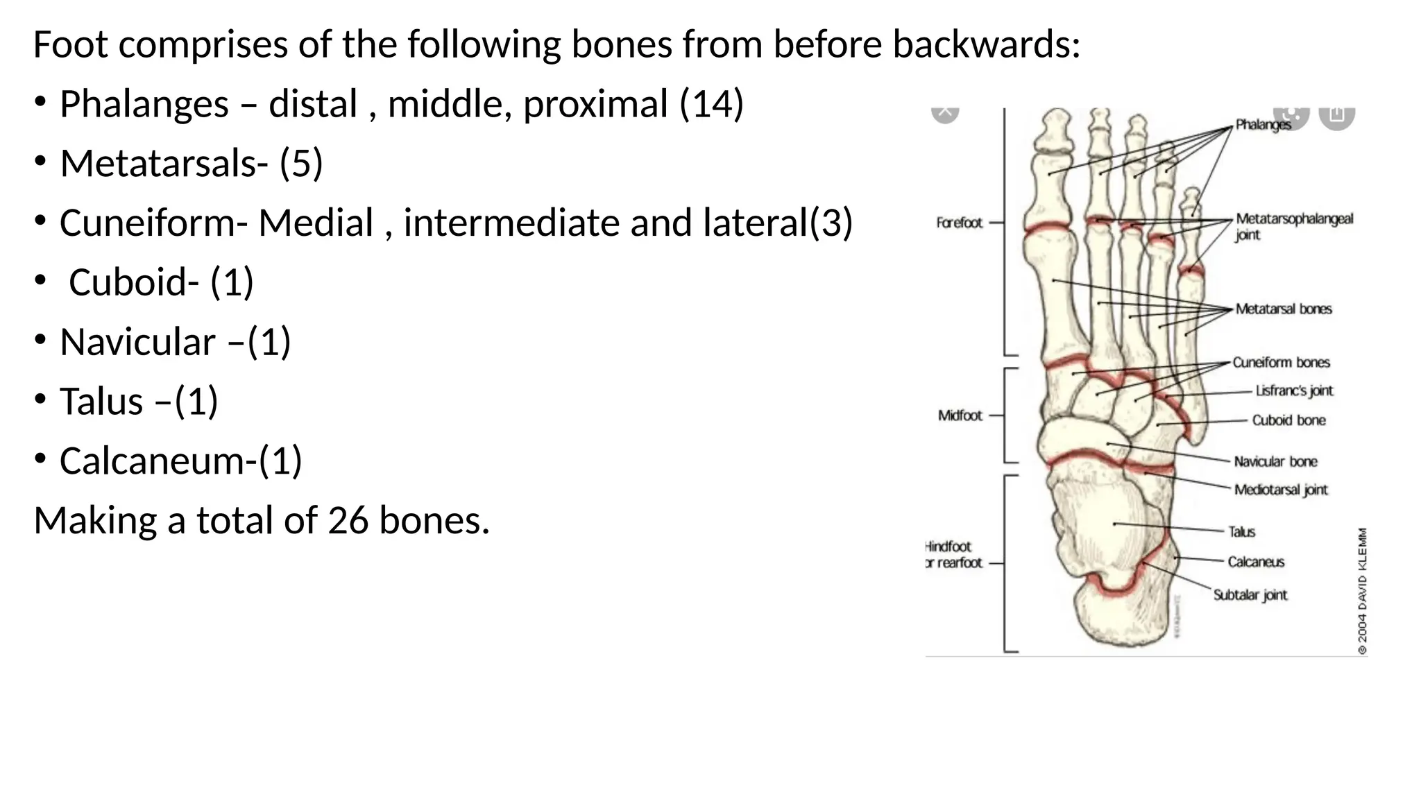 Human anatomy, joints of foot in human anatomy | PPTX