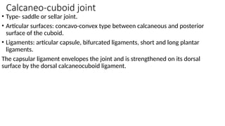 Human anatomy, joints of foot in human anatomy | PPTX