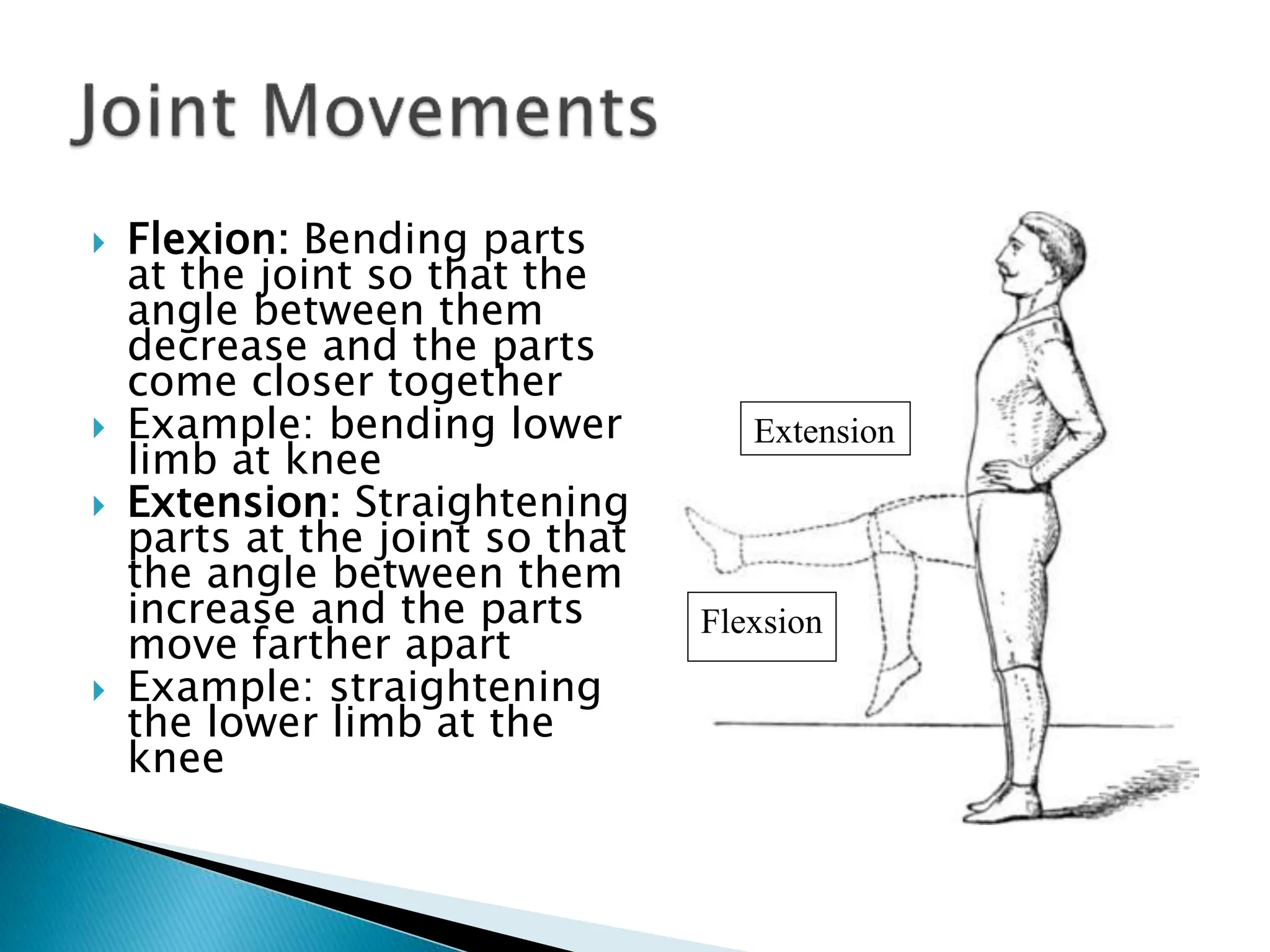 Unit V: The Joints Anatomy & physiology | PPT
