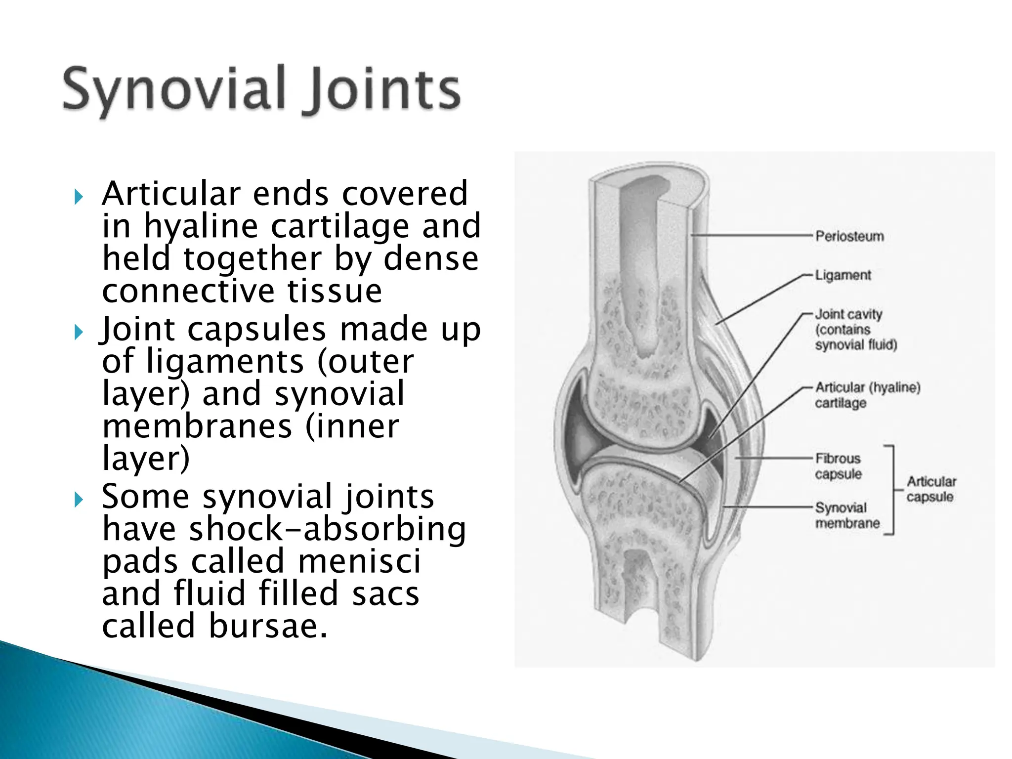 Unit V: The Joints Anatomy & physiology | PPT