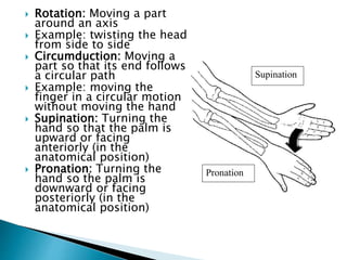 Unit V: The Joints Anatomy & physiology | PPT