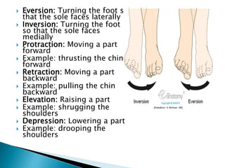 Unit V: The Joints Anatomy & physiology | PPT