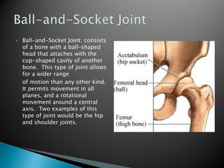 Unit V: The Joints Anatomy & physiology | PPT