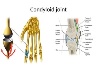 joint ppt.pptx human bone joins ppt 1st prof | PPTX