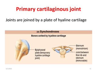 Types Of Cartilaginous Joints