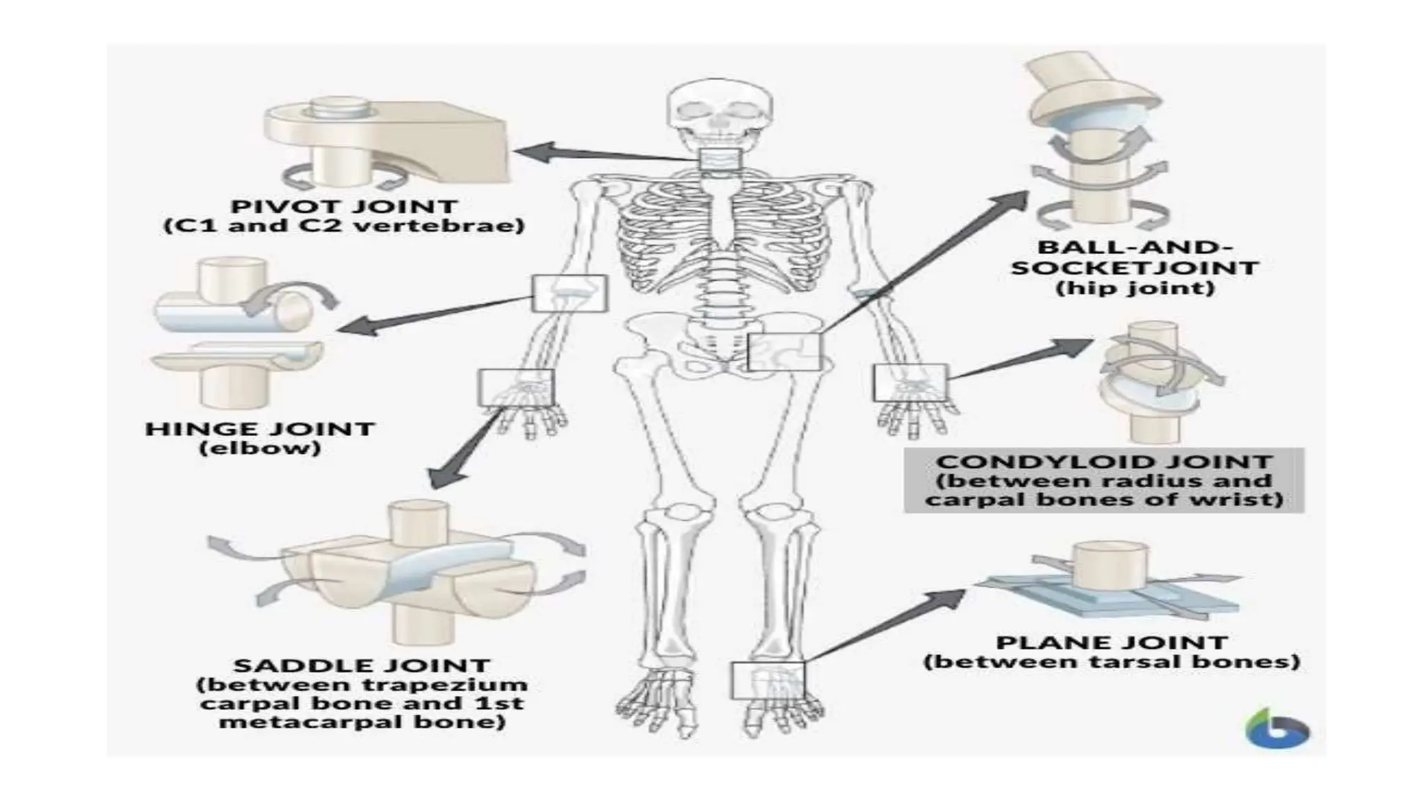 Joints, function and types of joints.pptx