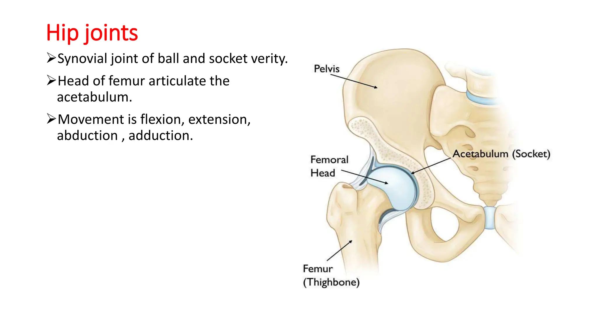 Joints, function and types of joints.pptx