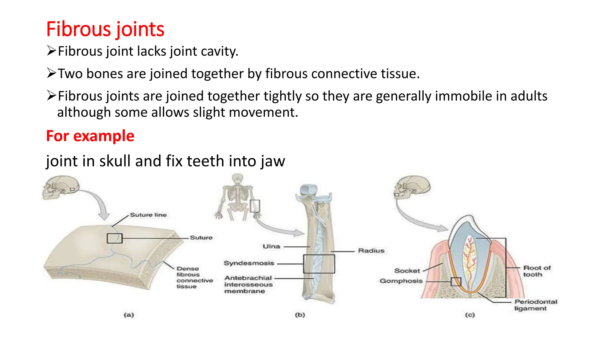Joints, function and types of joints.pptx
